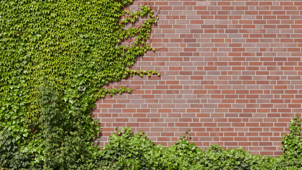 Trinko Creep - ProMarket